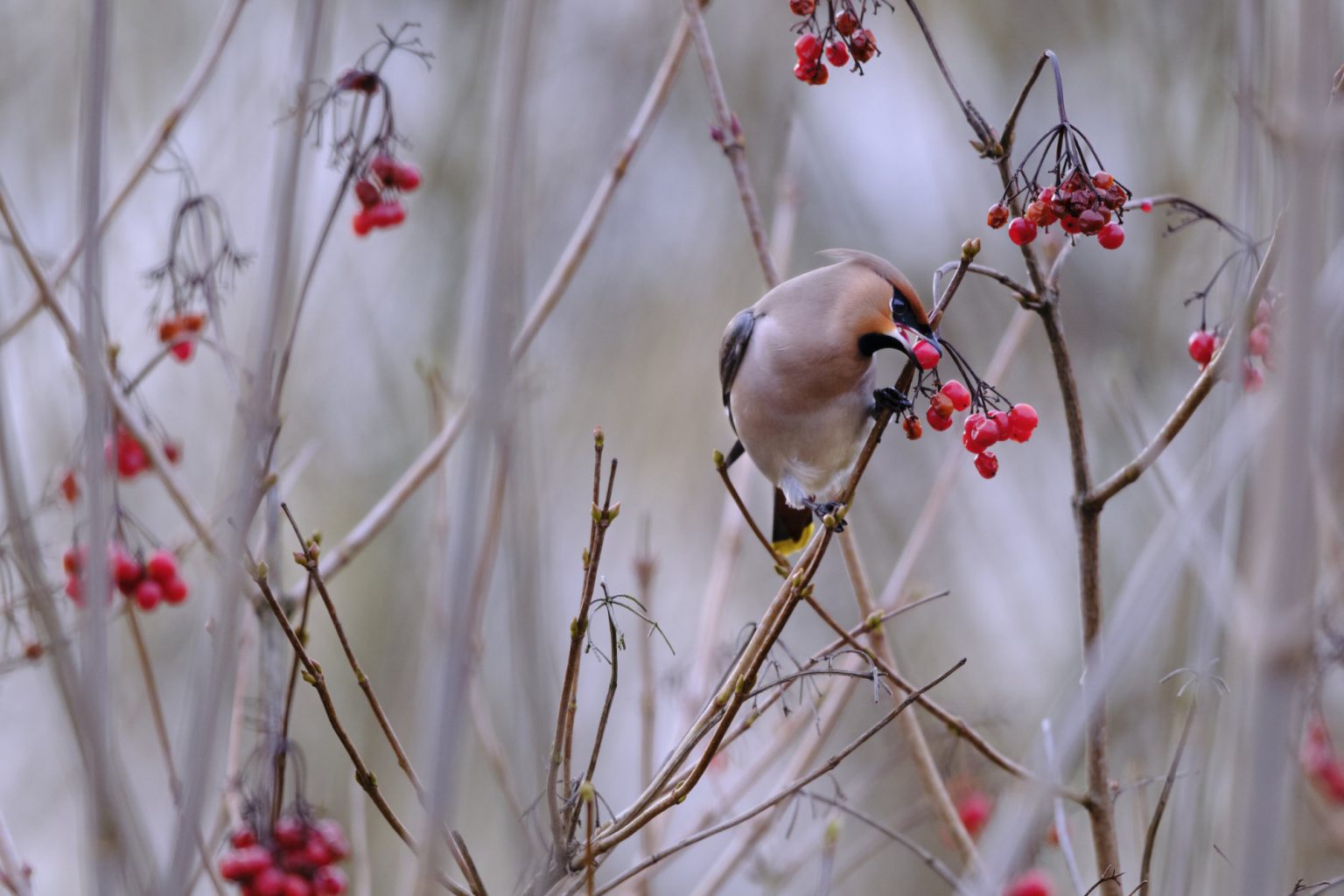 Field-Report: Three Months with a Fringer Smart Autofocus Adapter for ...