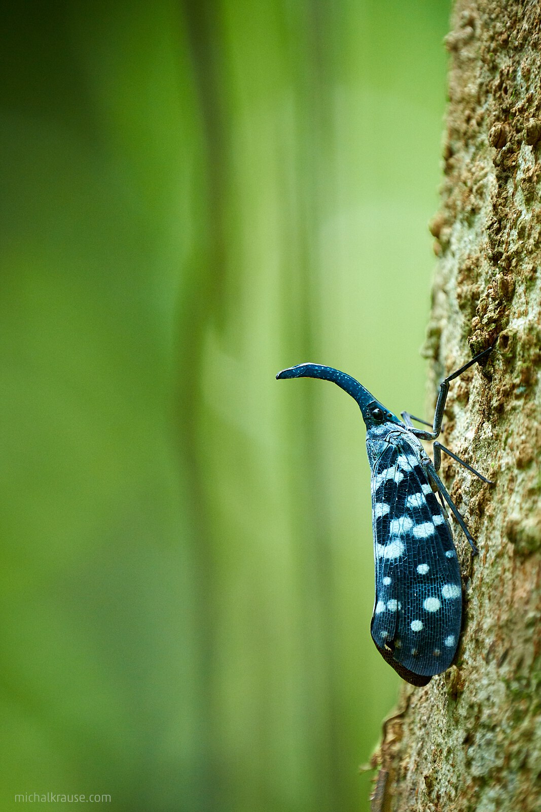 Wildlife Photography with Fujifilm Gear - Fuji Rumors